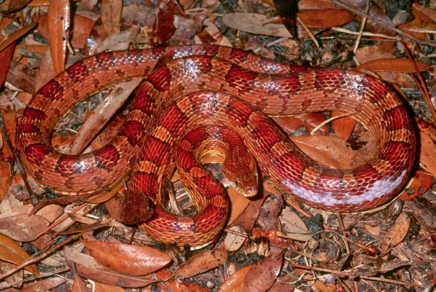 Cornsnake (Pantherophis guttata)