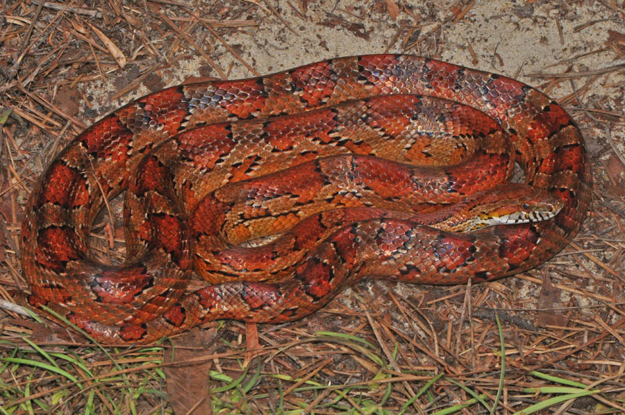 Cornsnake (Pantherophis guttata)