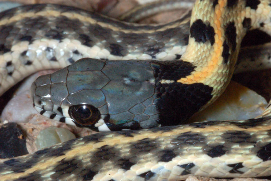 Black-necked Gartersnake (Thamnophis cyrtopsis)